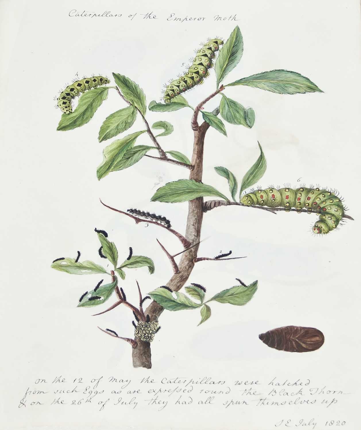 Lot 86 - British Insects/An album of watercolour