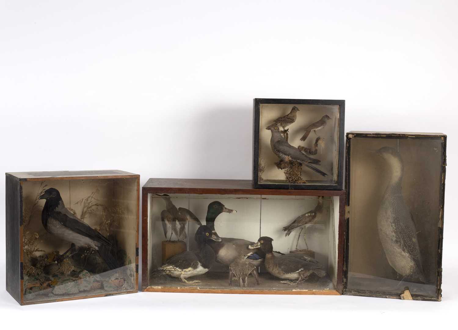 Lot 549 - A taxidermy case of a hooded crow, by H