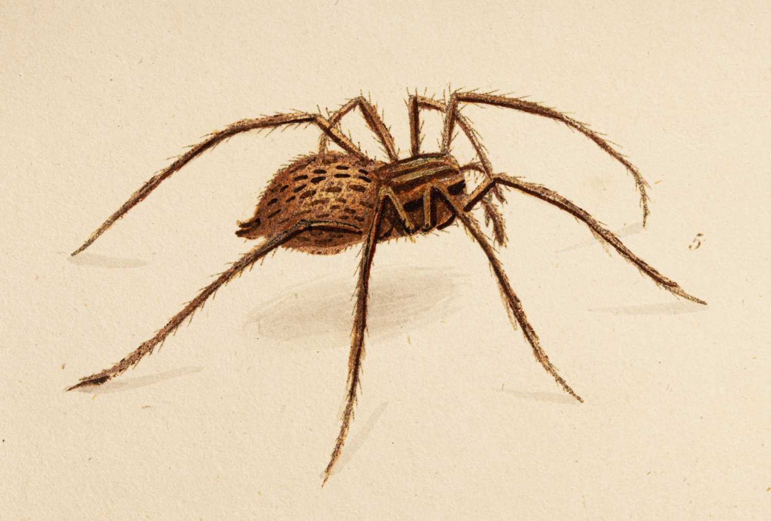 Lot 469 - Martyn (T) English Spiders, 4to, 17 hand