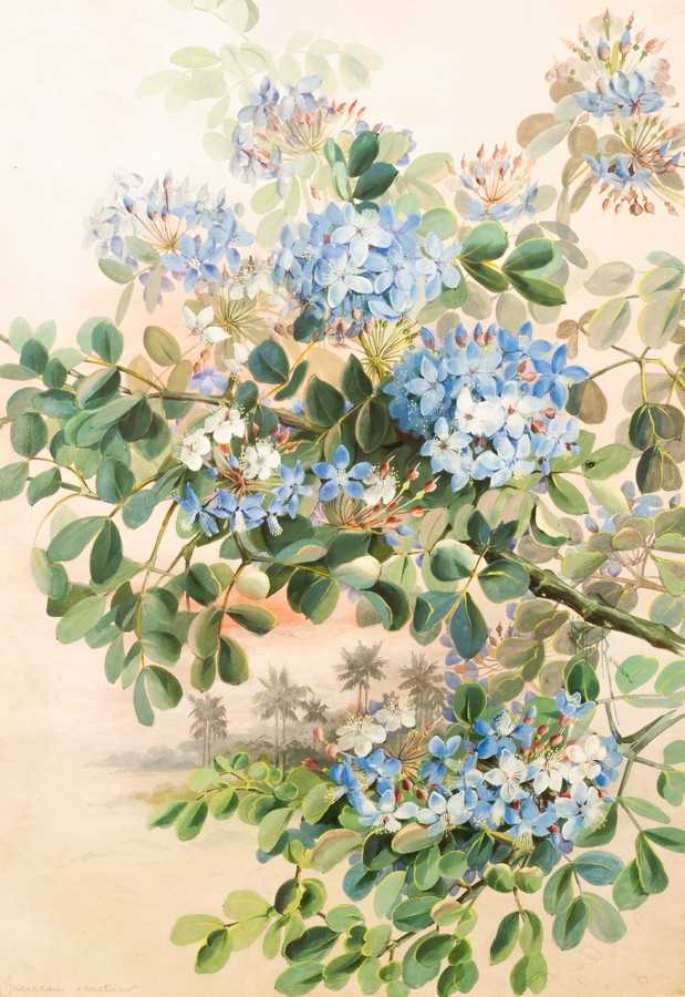 Lot 263 - Marian Ellis Rowan (Australian, 1848-1922) a