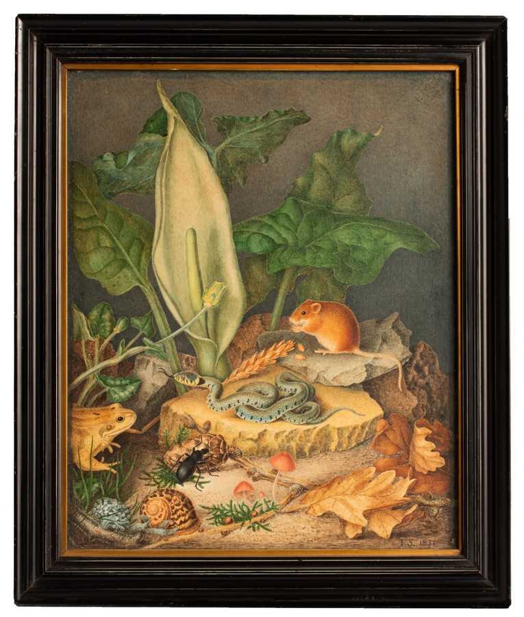 Lot 247 - Frances Strickland (1803-1888)/No.2 Reptile