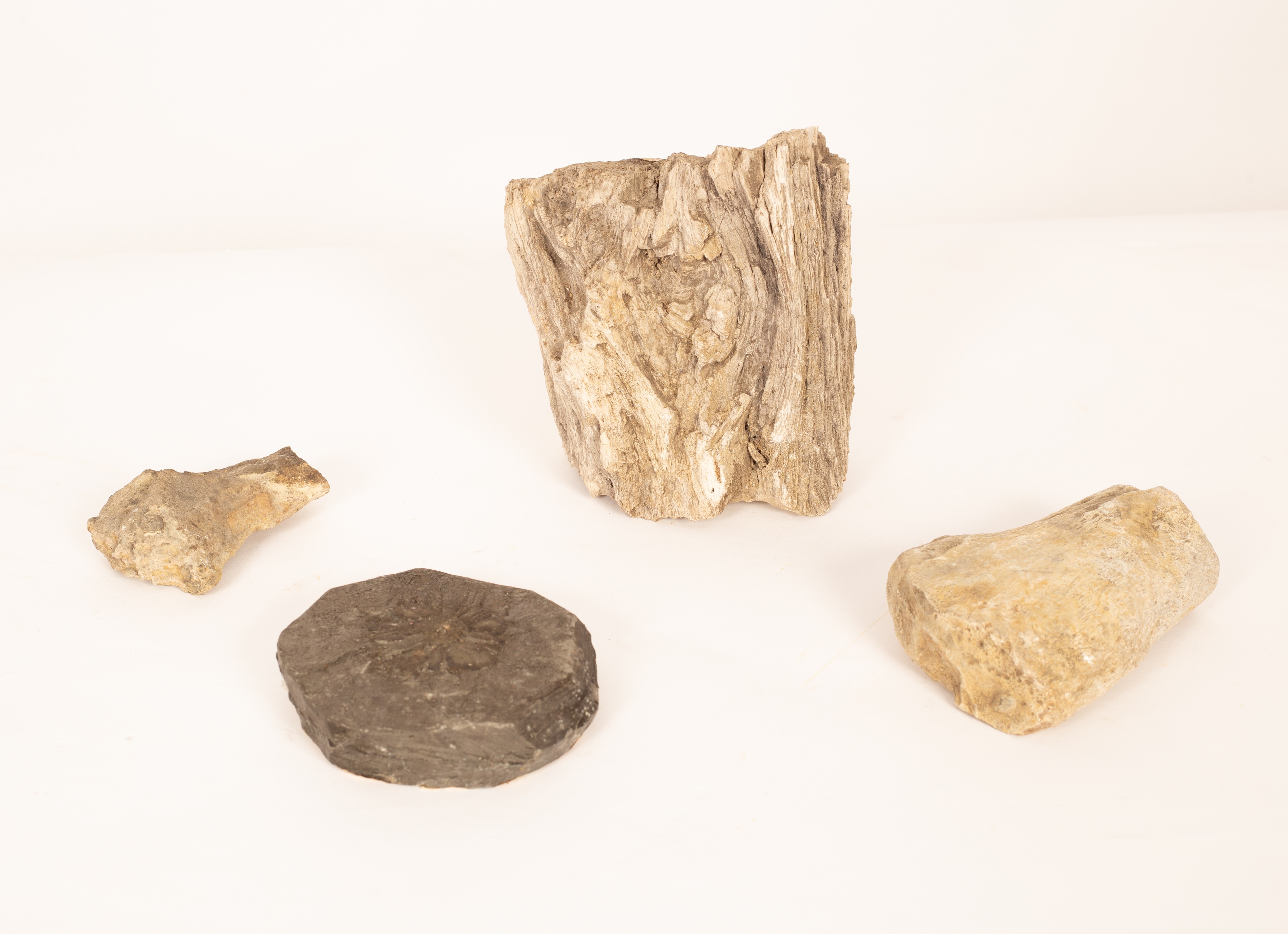 Lot 274 - A petrified wood tree trunk fossil