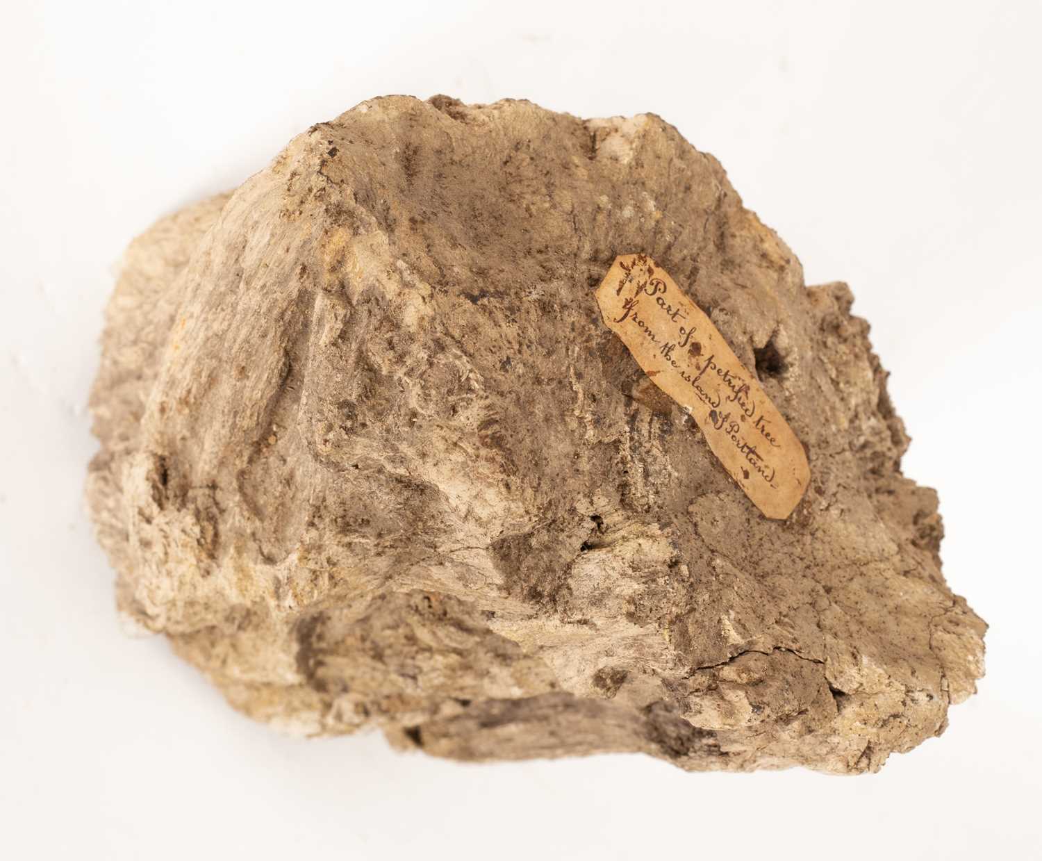 Lot 274 - A petrified wood tree trunk fossil