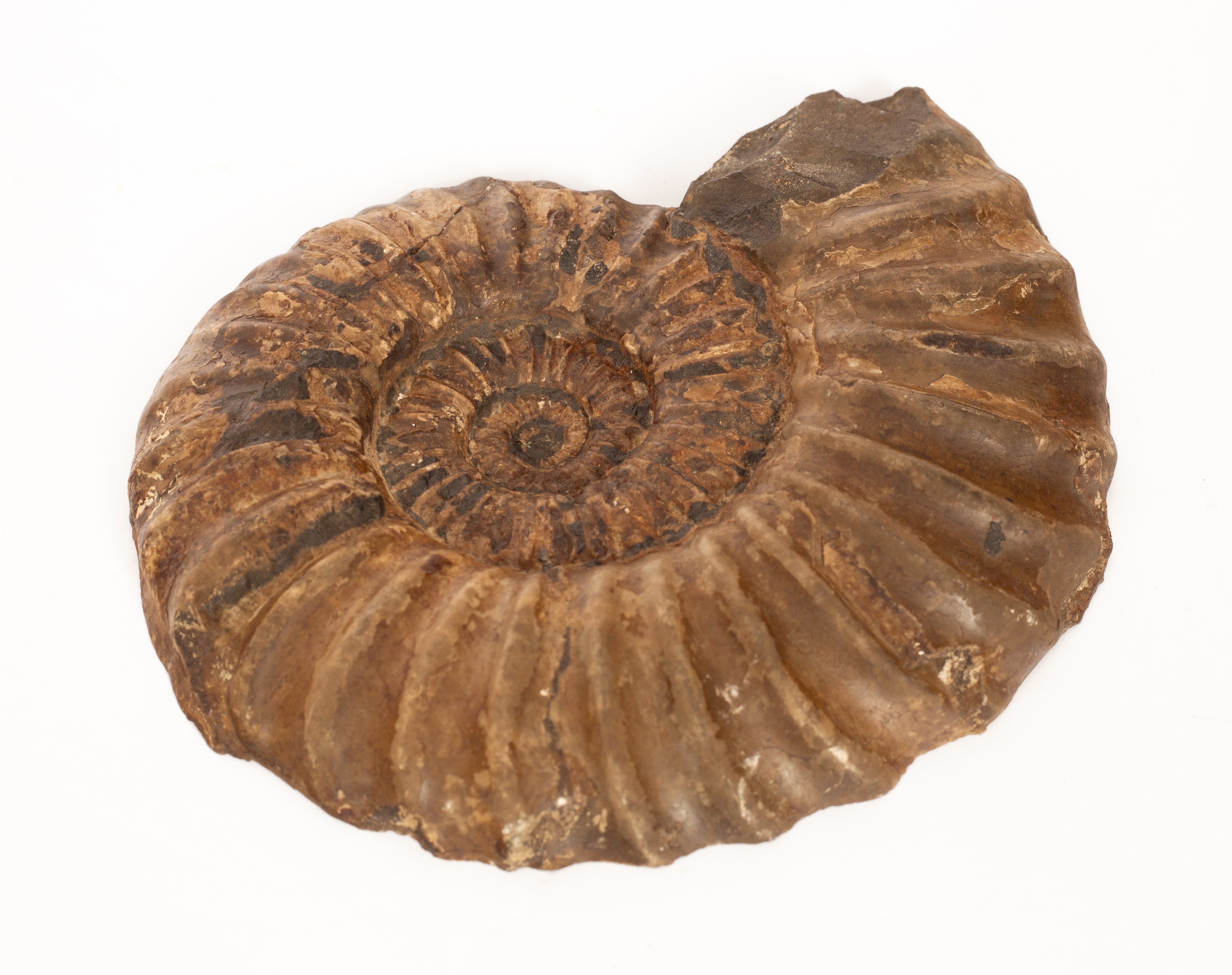 Lot 276 - An ammonite fossil