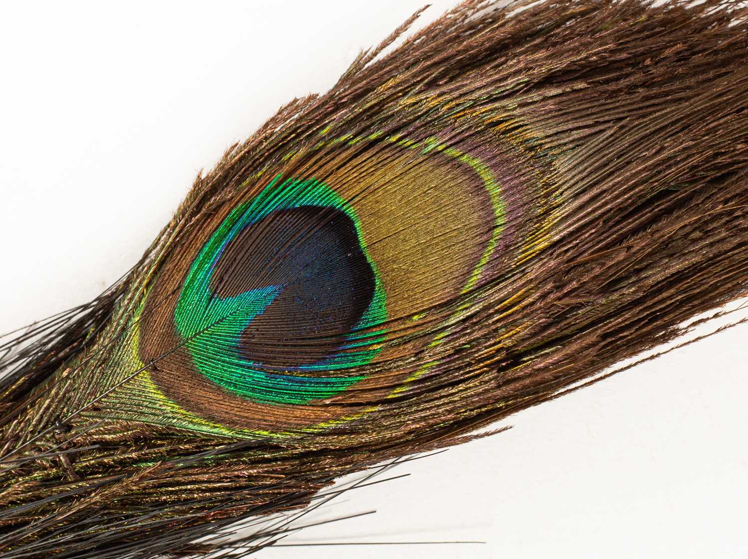 Lot 129 - A Chinese double-eyed peacock feather for
